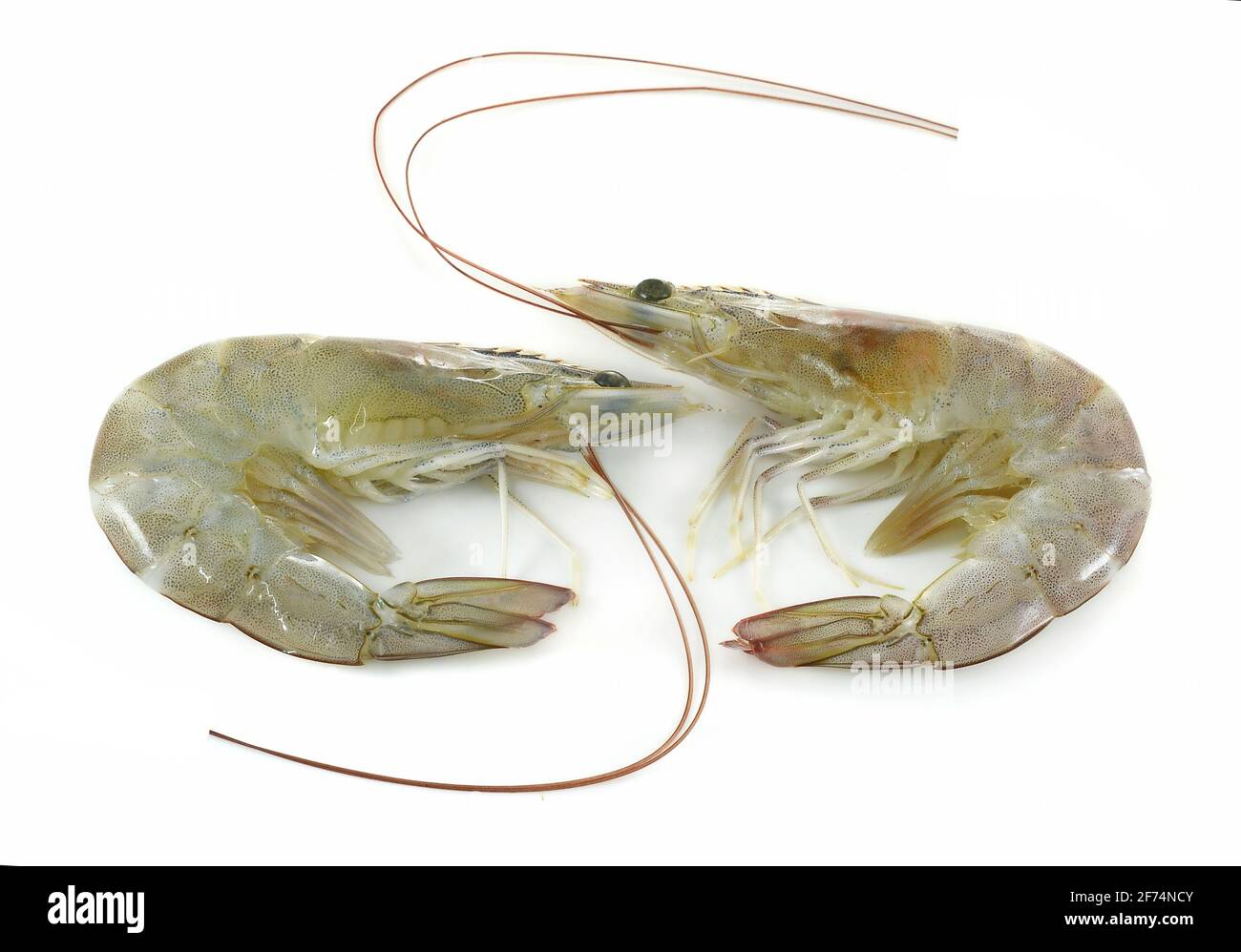 Fresh shrimp isolated on white background Stock Photo - Alamy