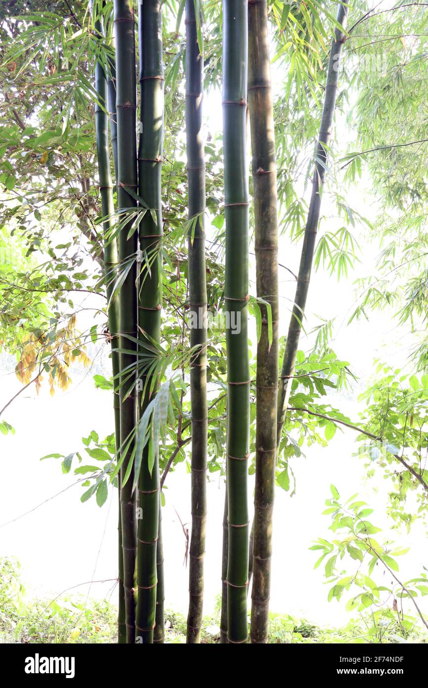 raw bamboo stock on firm for harvest and sell Stock Photo - Alamy