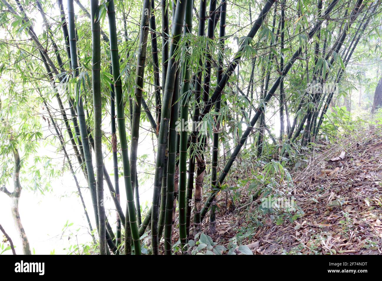 raw bamboo stock on firm for harvest and sell Stock Photo - Alamy