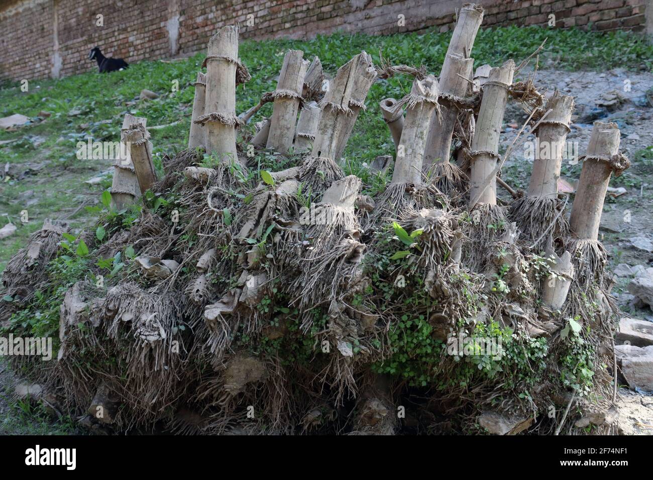 Bamboo tree roots hi-res stock photography and images - Alamy
