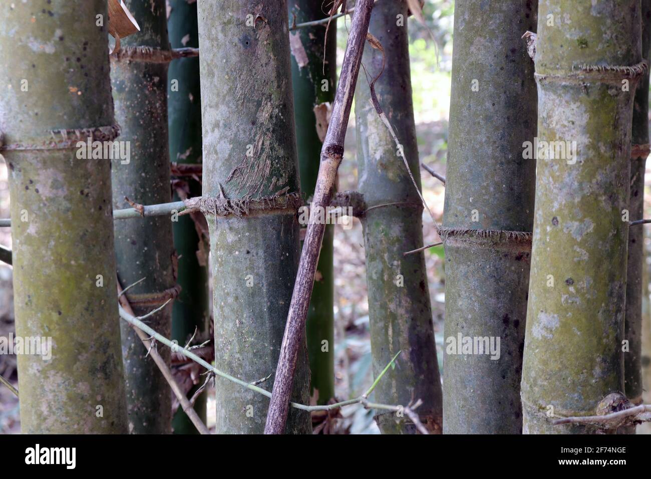 Raw bamboo hi-res stock photography and images - Alamy