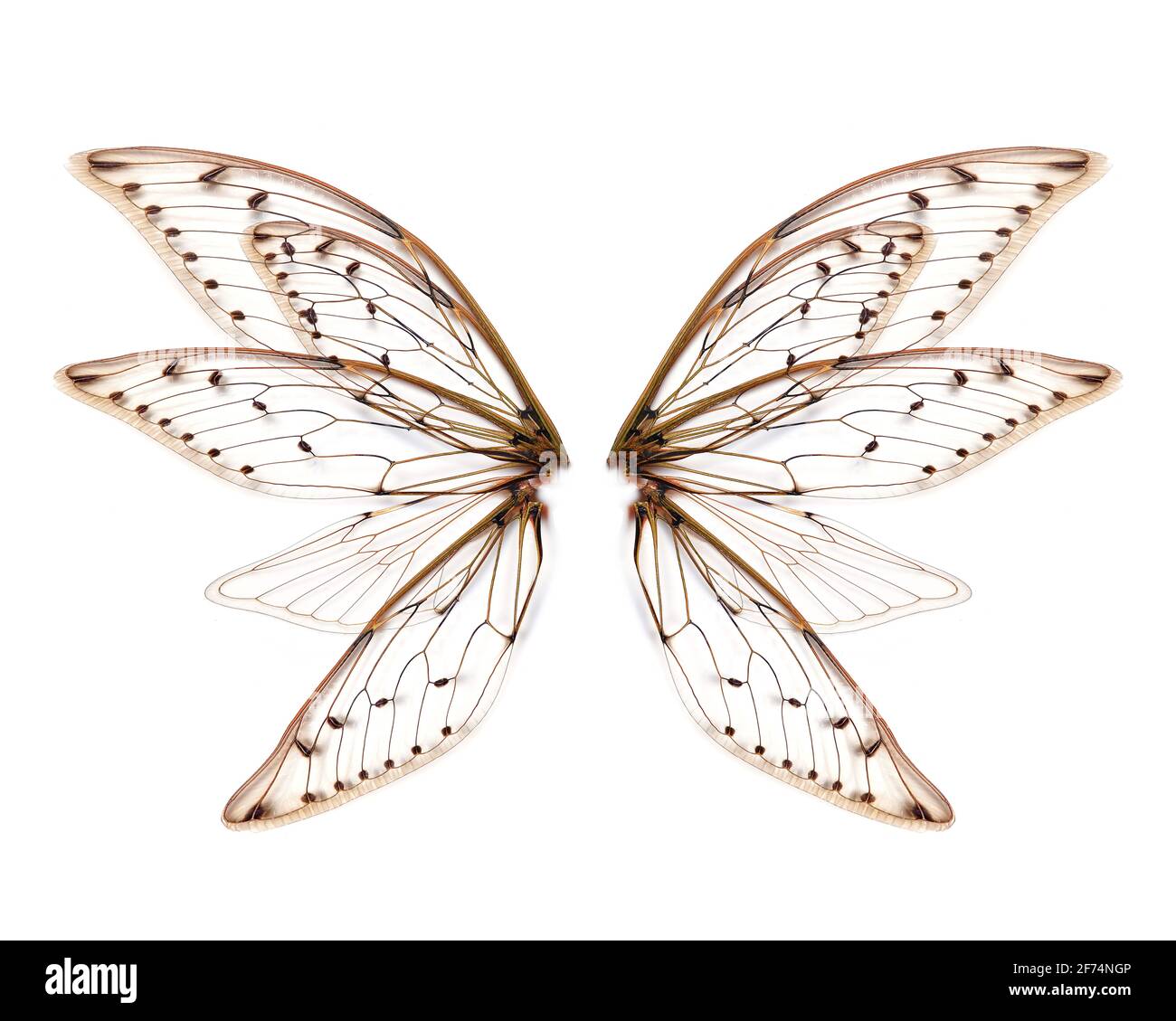 Insect lines Cut Out Stock Images & Pictures - Alamy
