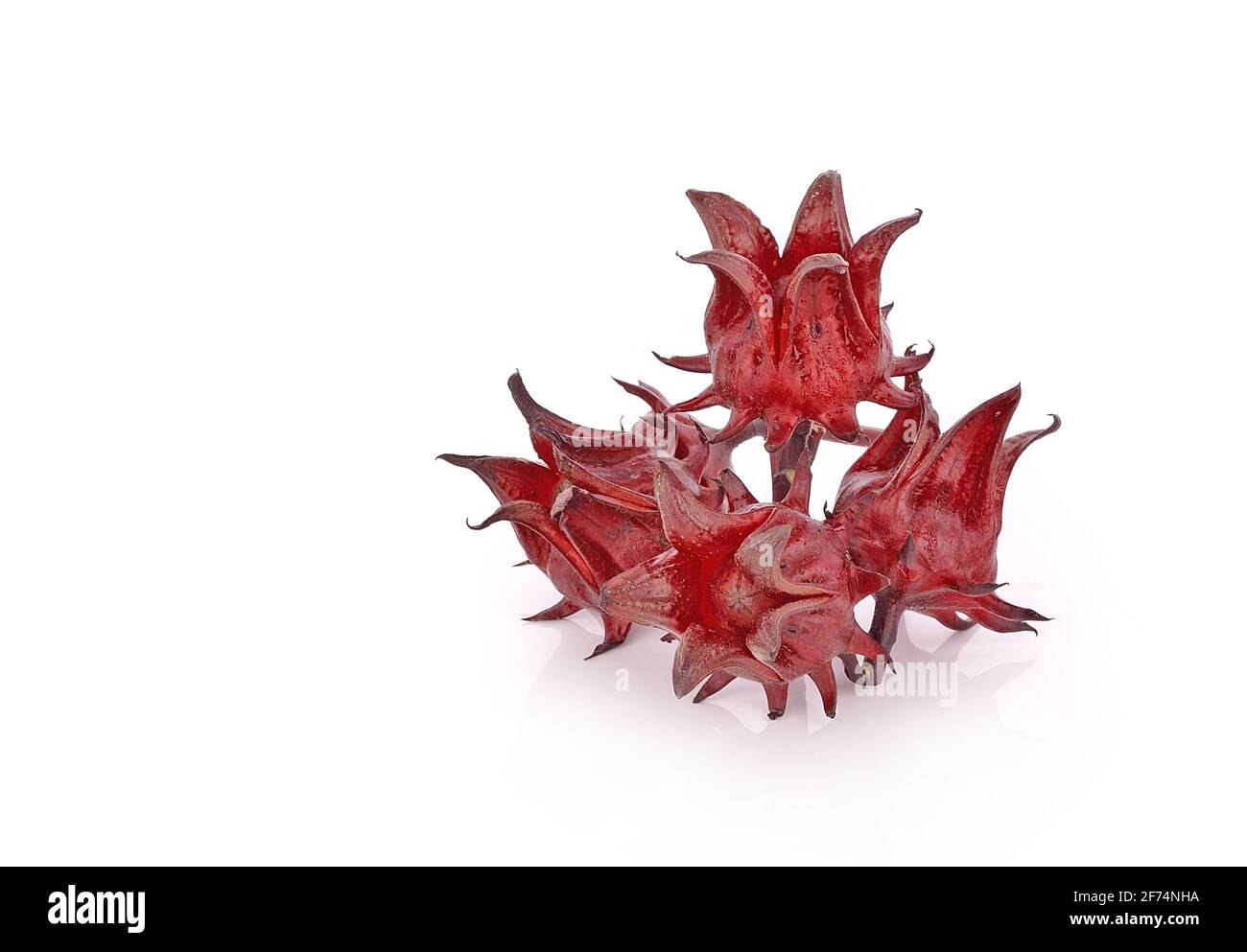 Roselle Hibiscus sabdariffa red fruit flower isolate on white ...