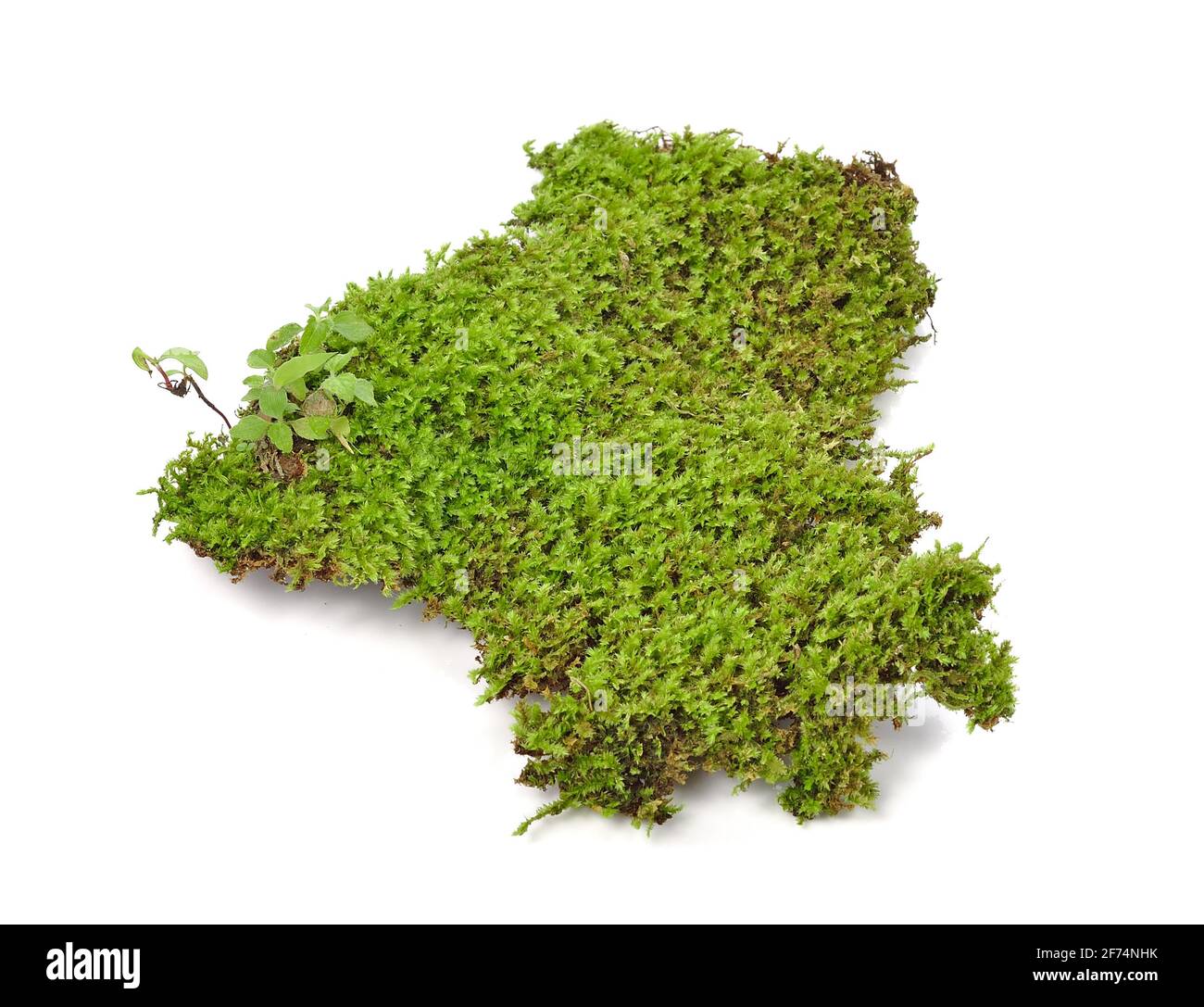 Green moss on white background Stock Photo - Alamy