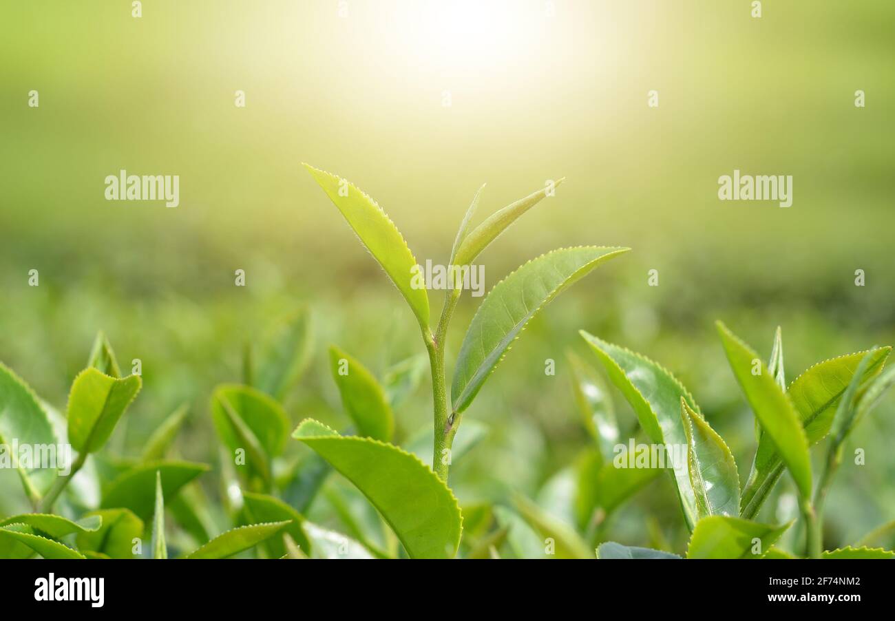 Close up green tea leaves at morning sunlight Stock Photo - Alamy