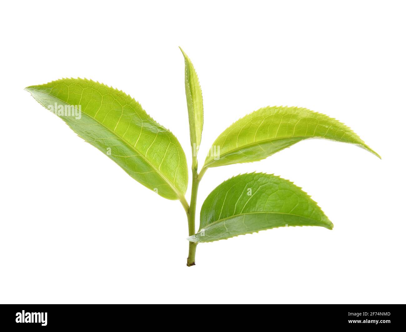 Green tea leaf isolated on white background Stock Photo - Alamy