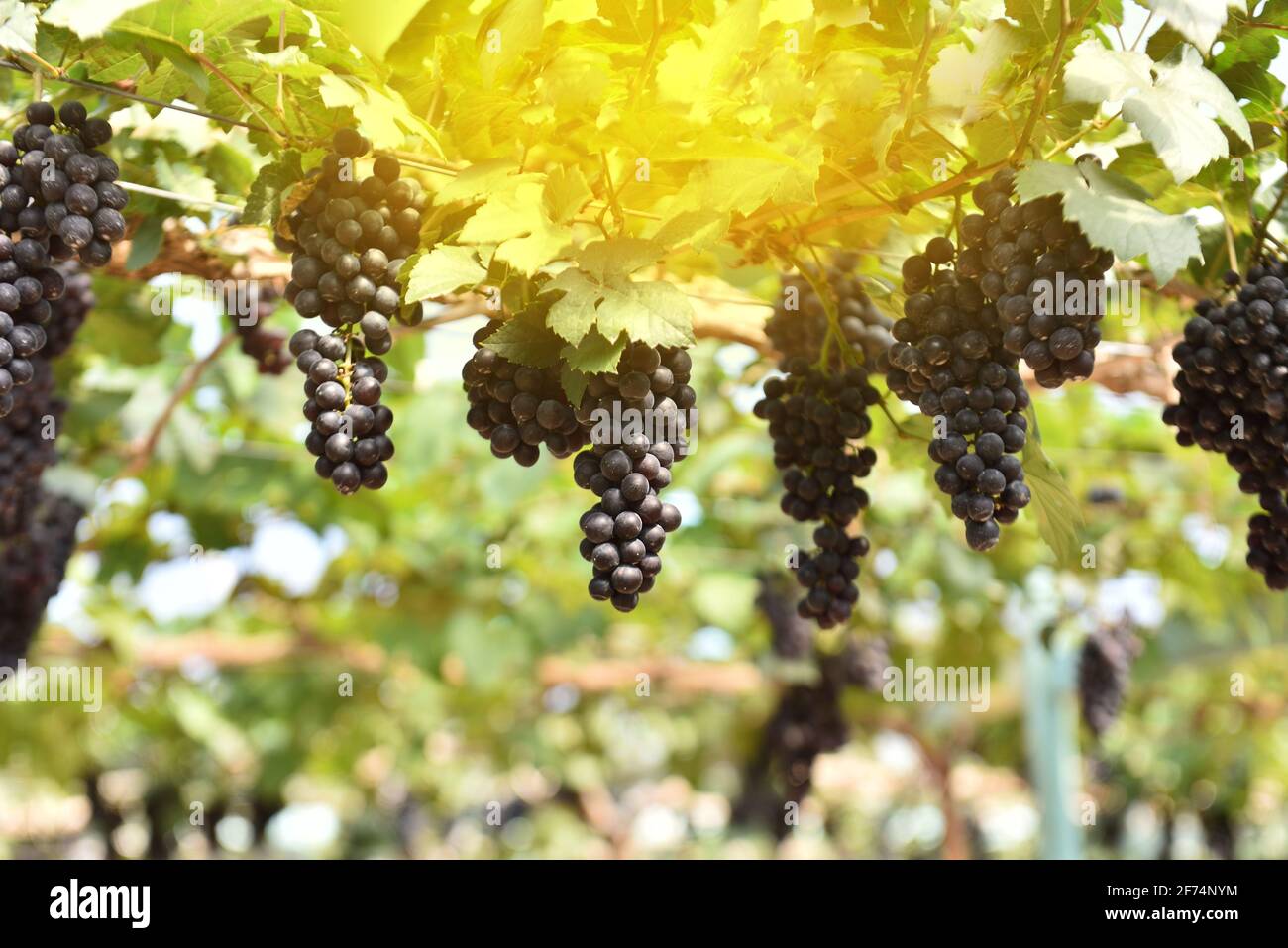 Vine of grapes under the sun Stock Photo - Alamy