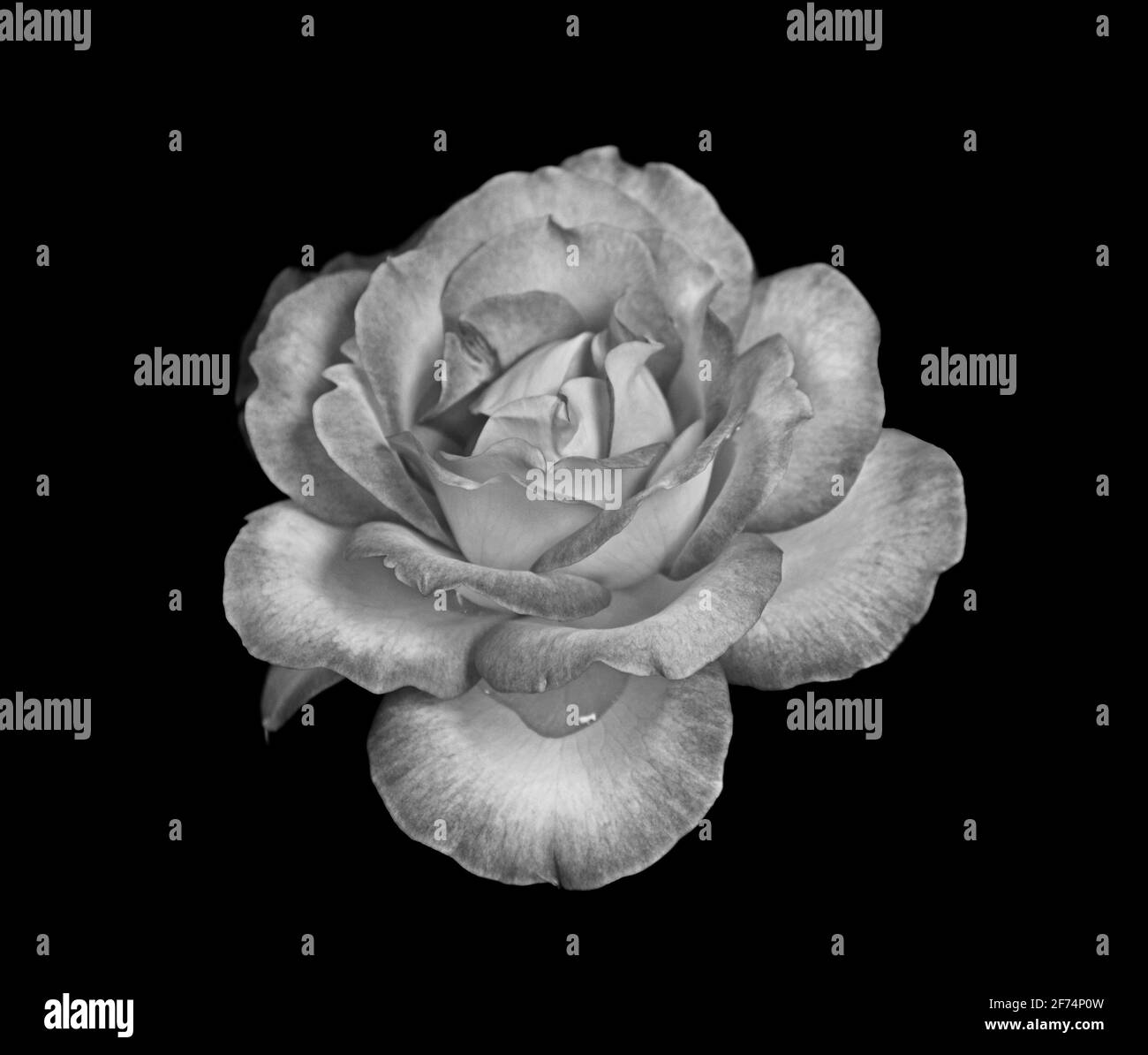 Single rose on stem Black and White Stock Photos & Images - Alamy