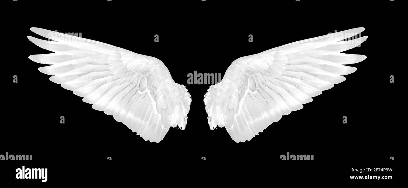 Bird on black Black and White Stock Photos & Images - Alamy