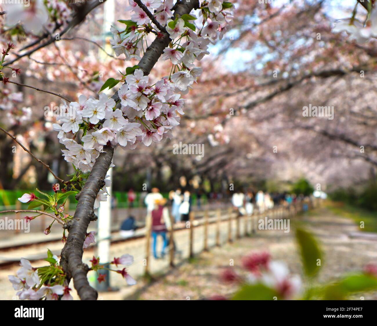 Cherry blossom blooming in gyeonghwa train station in jinhae, Changwon ...