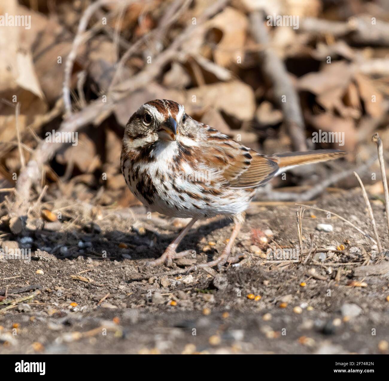 Sparrow birds sparrows hi-res stock photography and images - Alamy