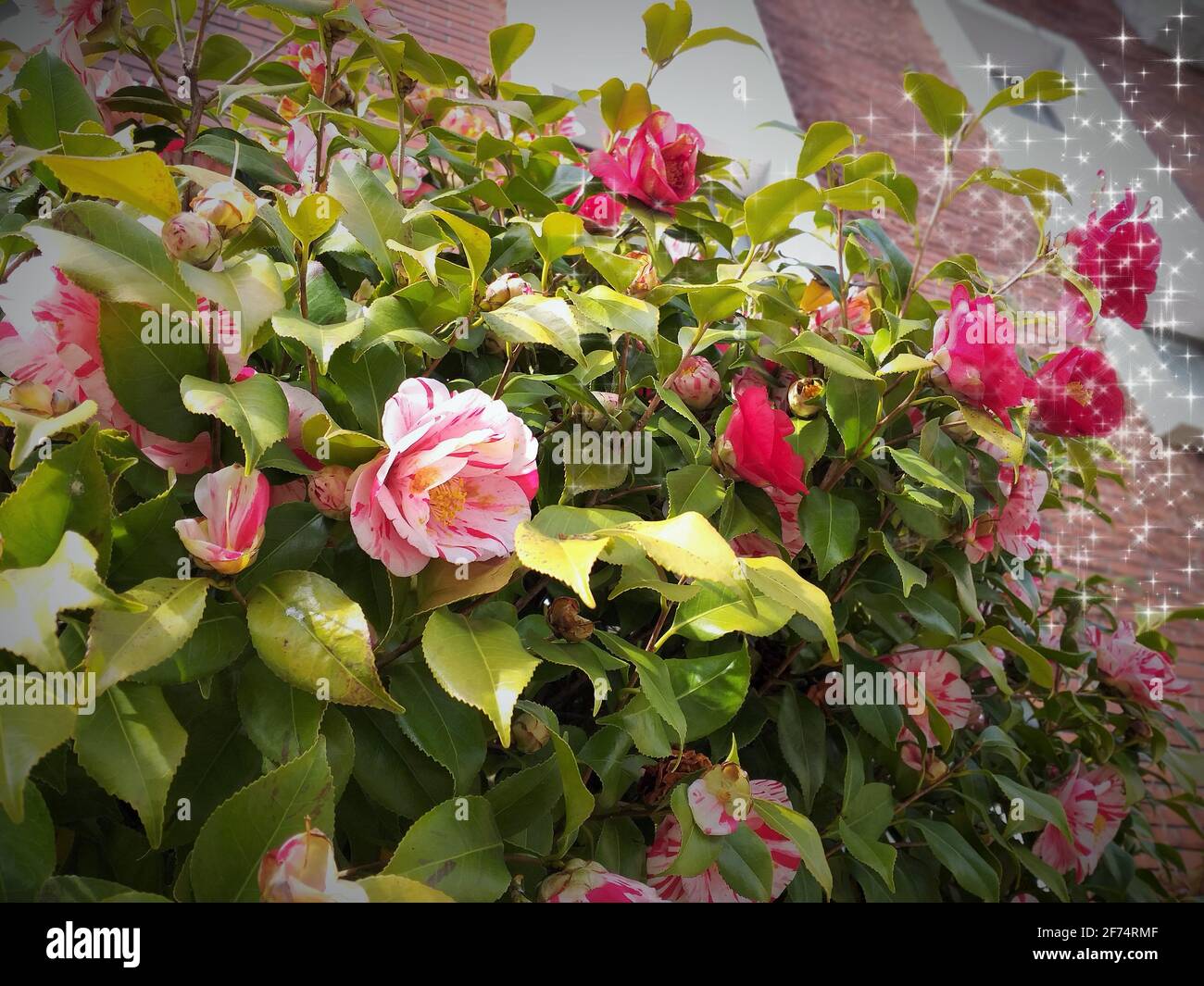 Spring nature scenery and park walk, Photos representing nature and ...