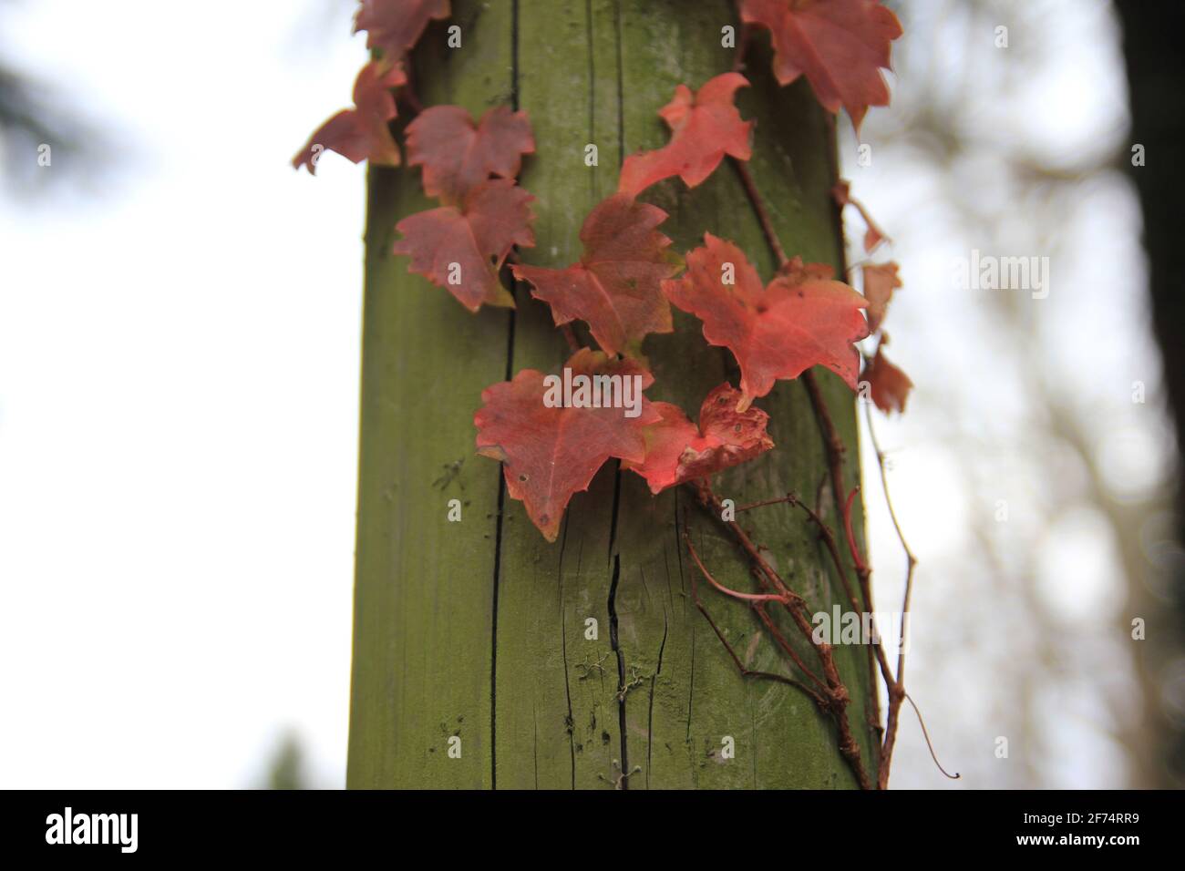 Spring nature scenery and park walk, Photos representing nature and ...