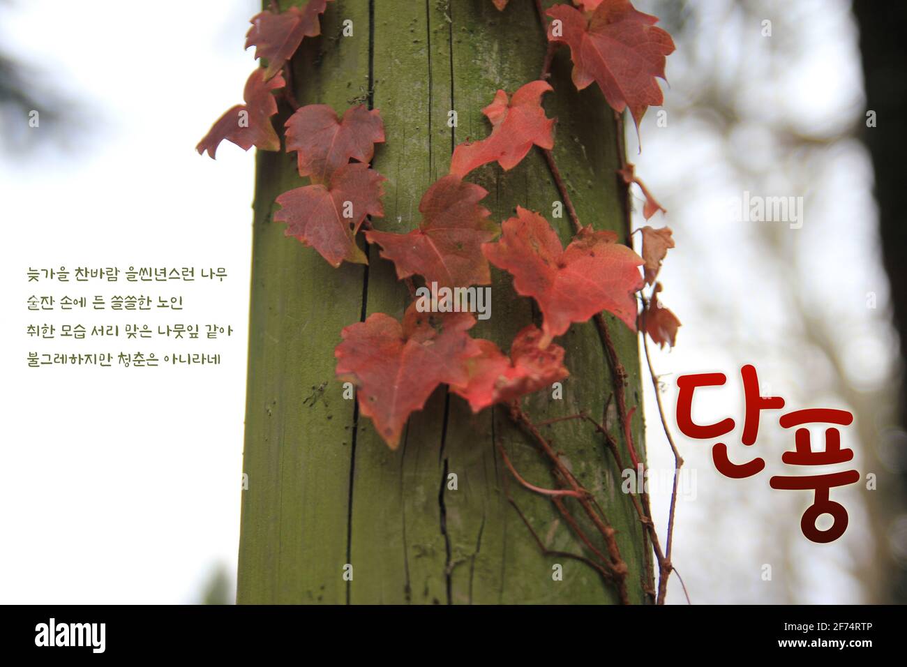 Spring nature scenery and park walk, Photos representing nature and ...