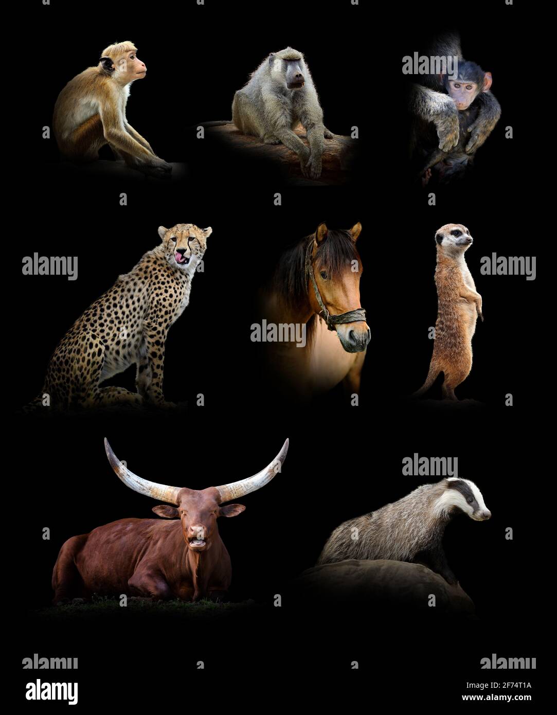 Set of eight wildlife animal isolated on black background Stock Photo ...