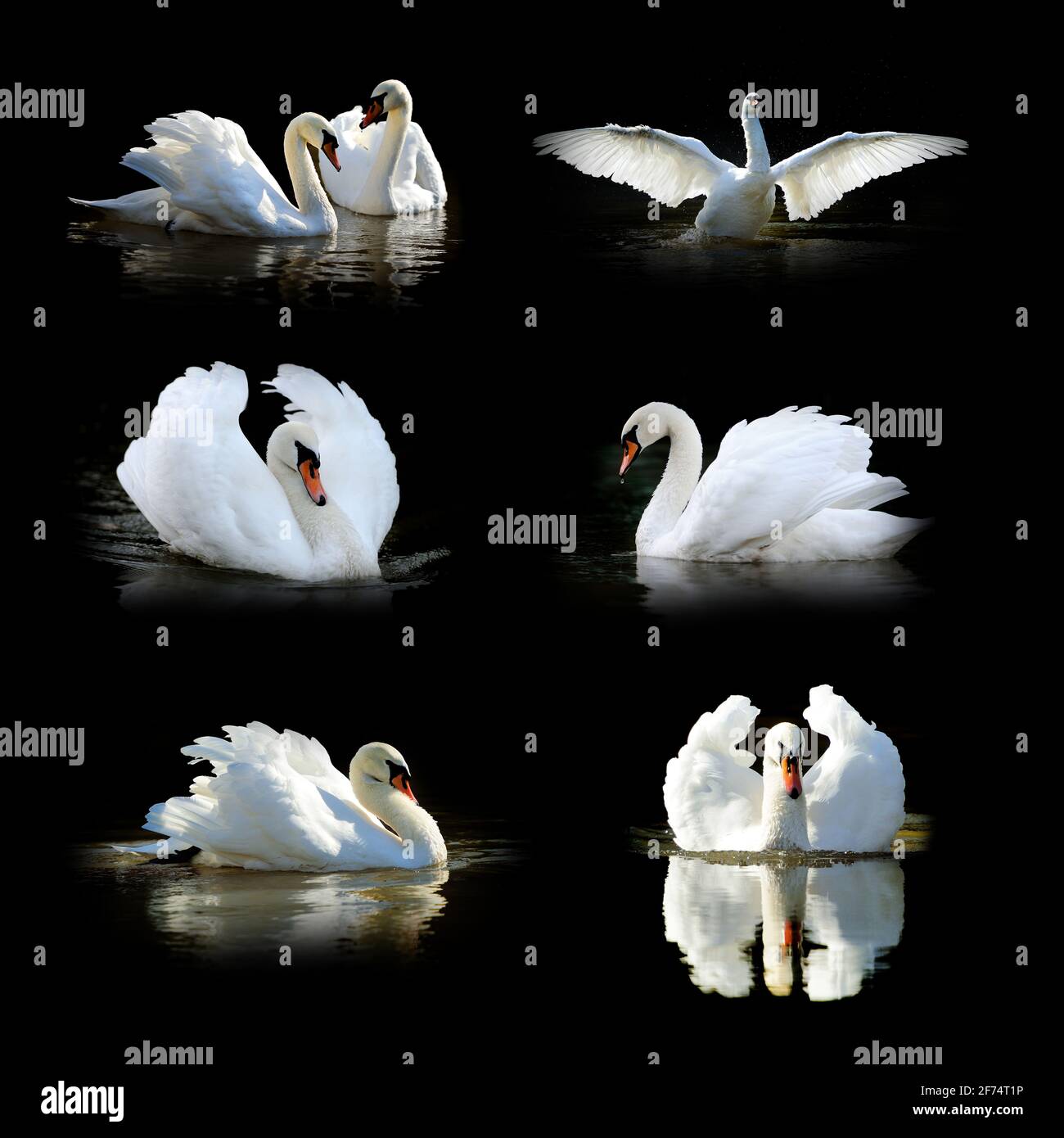 Animal collage hi-res stock photography and images - Alamy