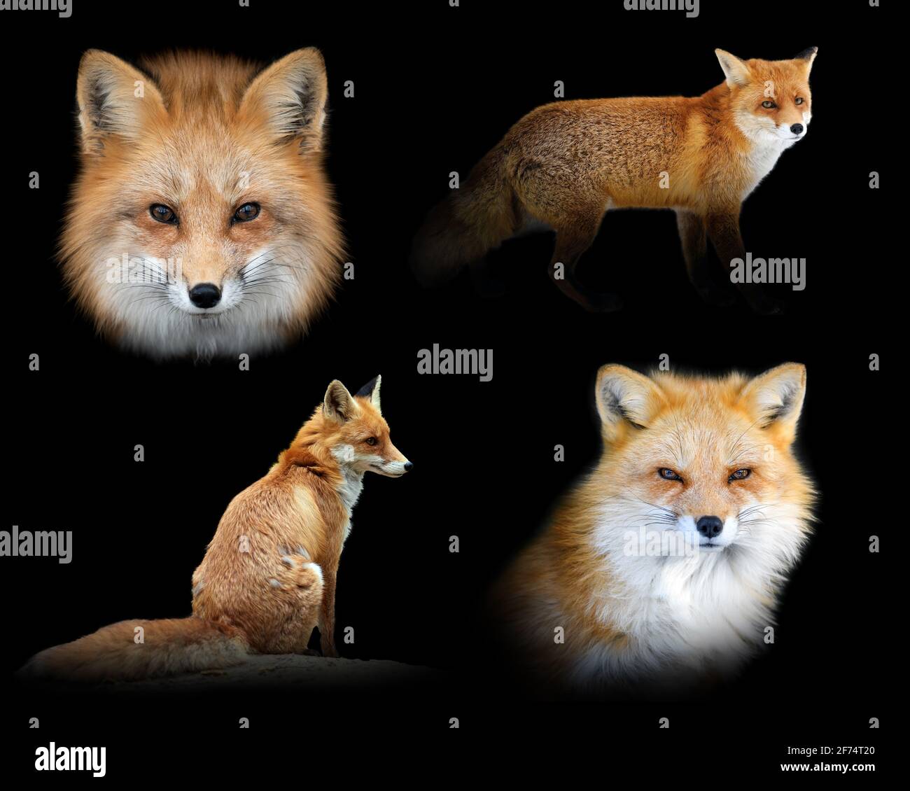 Set of many red fox. Wildlife animal isolated on black background Stock ...