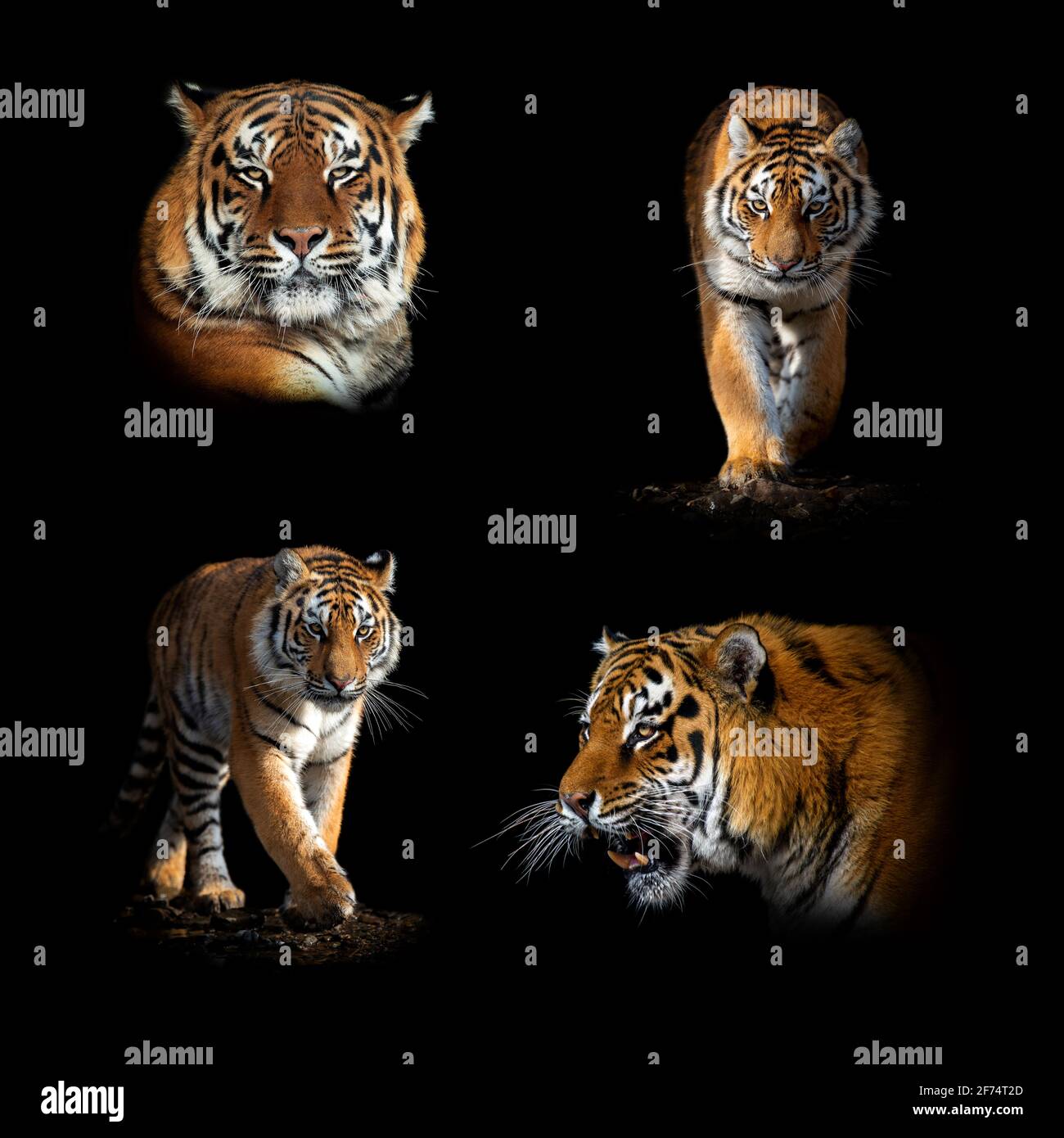 Set of many tiger. Wildlife animal isolated on black background Stock ...