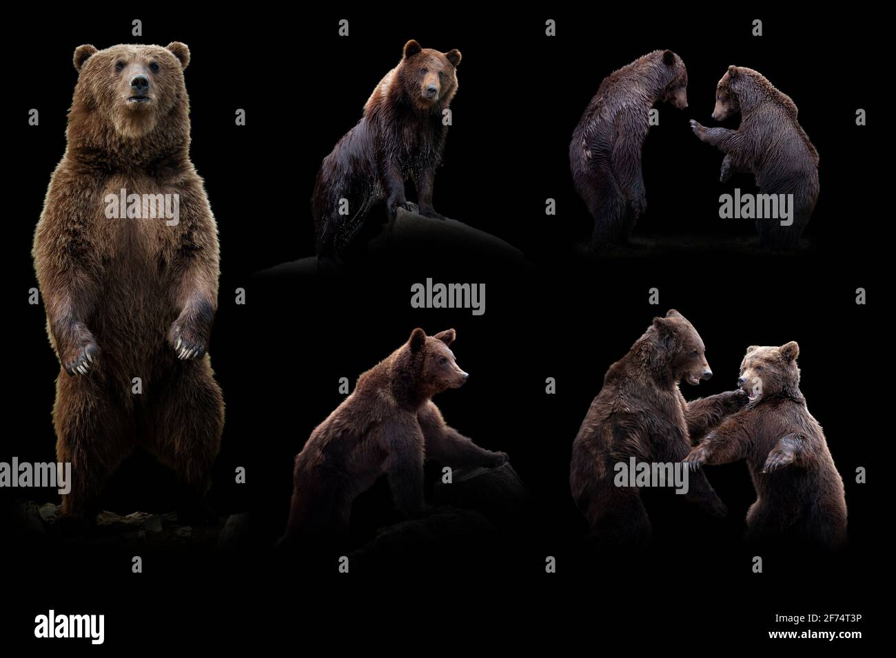 Set of many bear. Wildlife animal isolated on black background Stock ...