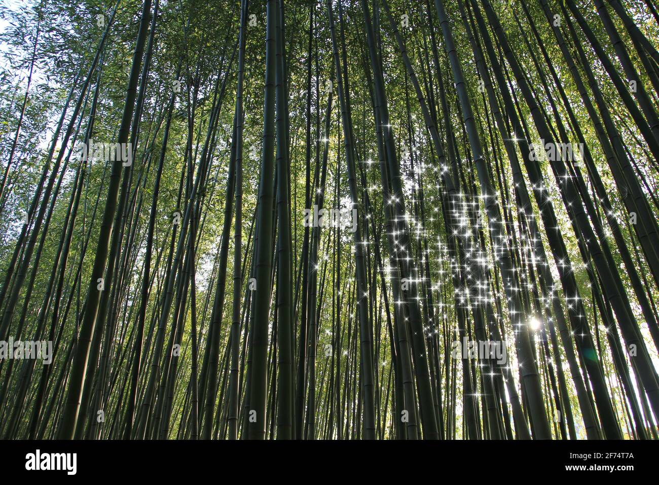 Spring nature scenery and park walk, Photos representing nature and ...