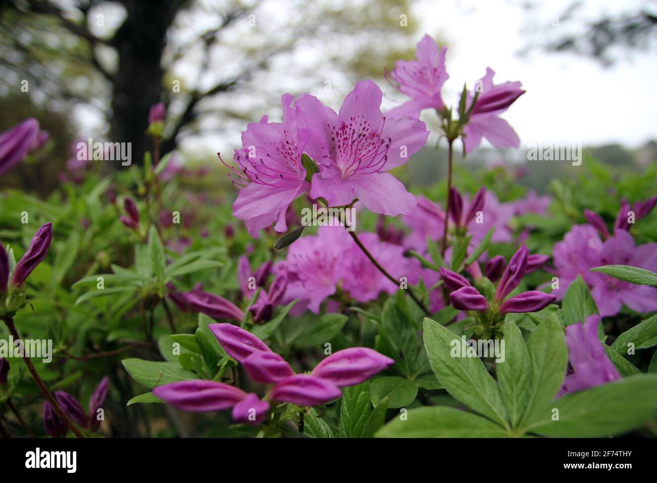 Spring nature scenery and park walk, Photos representing nature and ...