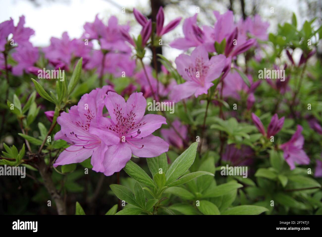 Spring nature scenery and park walk, Photos representing nature and ...