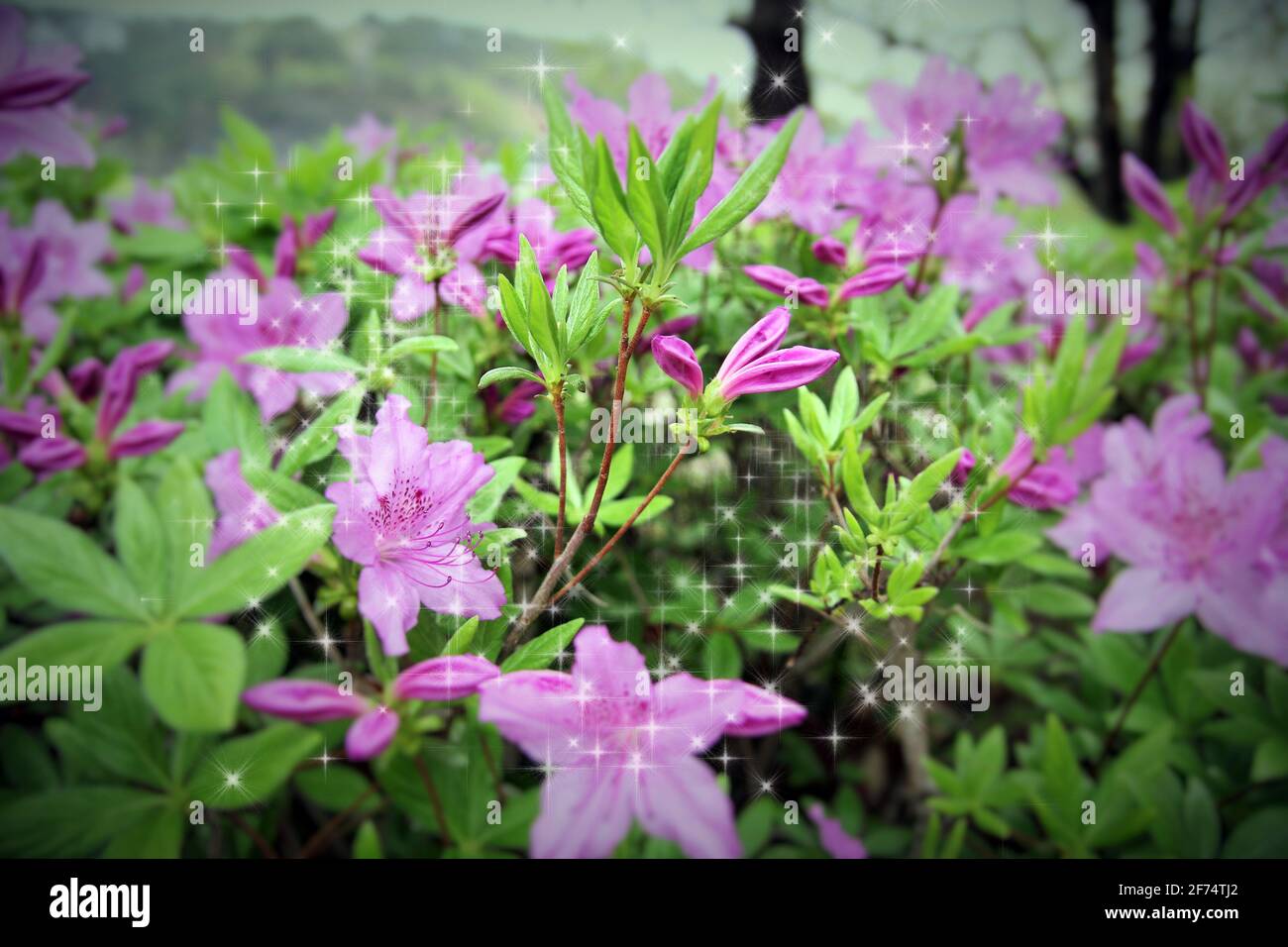 Spring nature scenery and park walk, Photos representing nature and ...