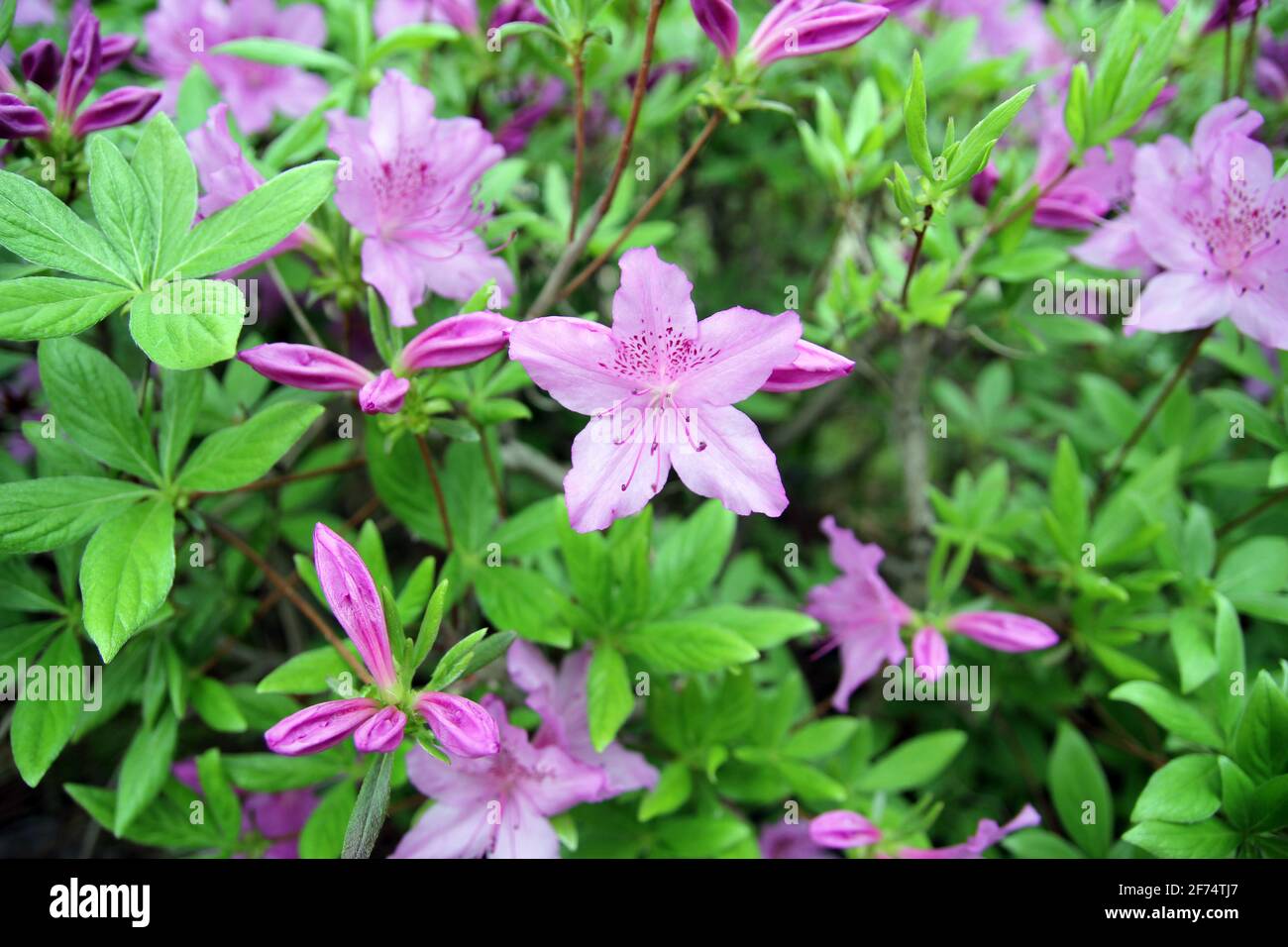 Spring nature scenery and park walk, Photos representing nature and ...