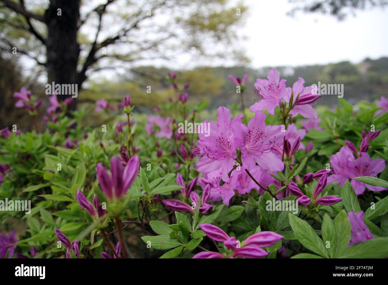 Spring nature scenery and park walk, Photos representing nature and ...