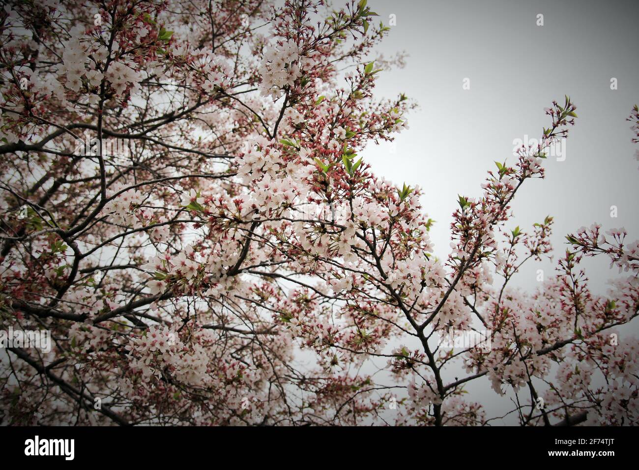 Spring nature scenery and park walk, Photos representing nature and ...