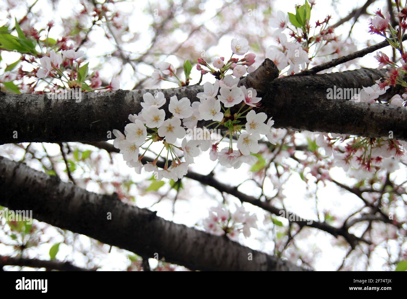 Spring nature scenery and park walk, Photos representing nature and ...