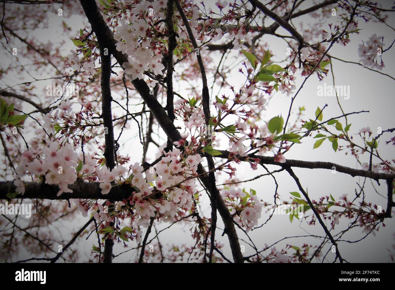 Spring nature scenery and park walk, Photos representing nature and ...