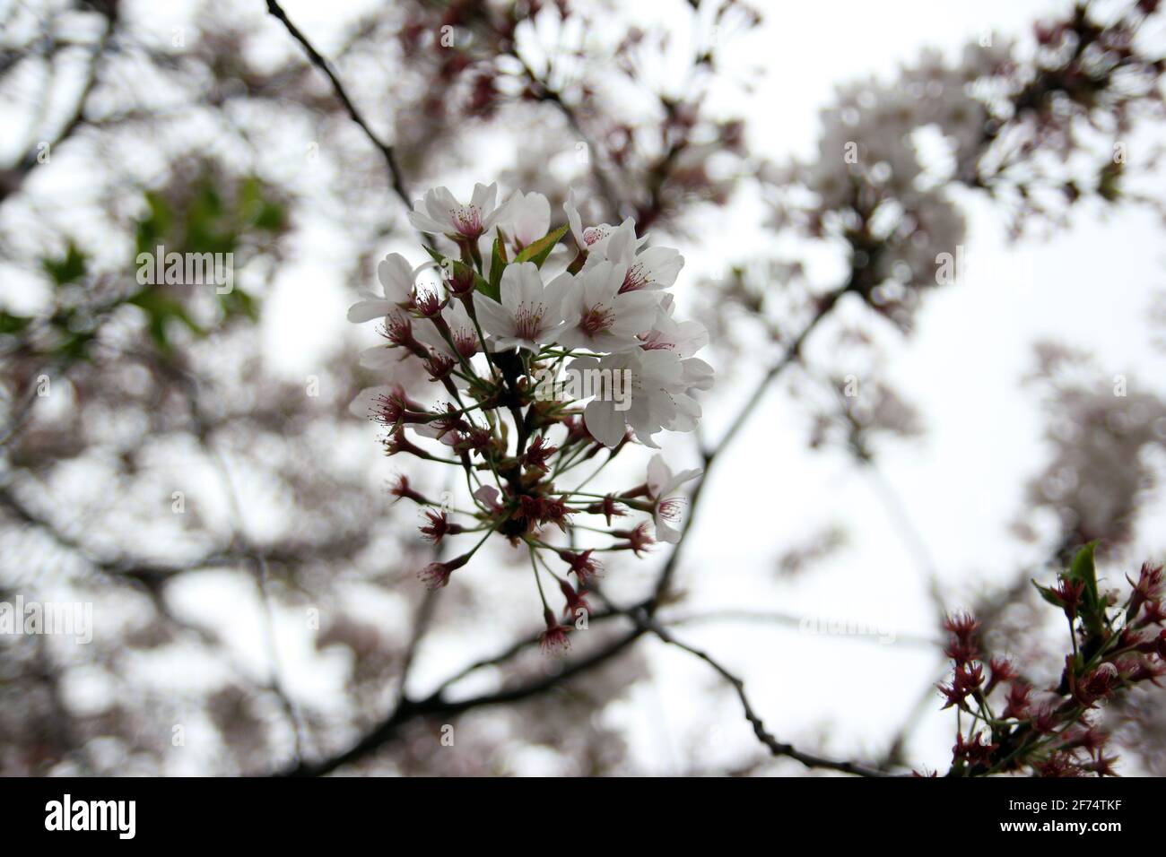 Spring nature scenery and park walk, Photos representing nature and ...