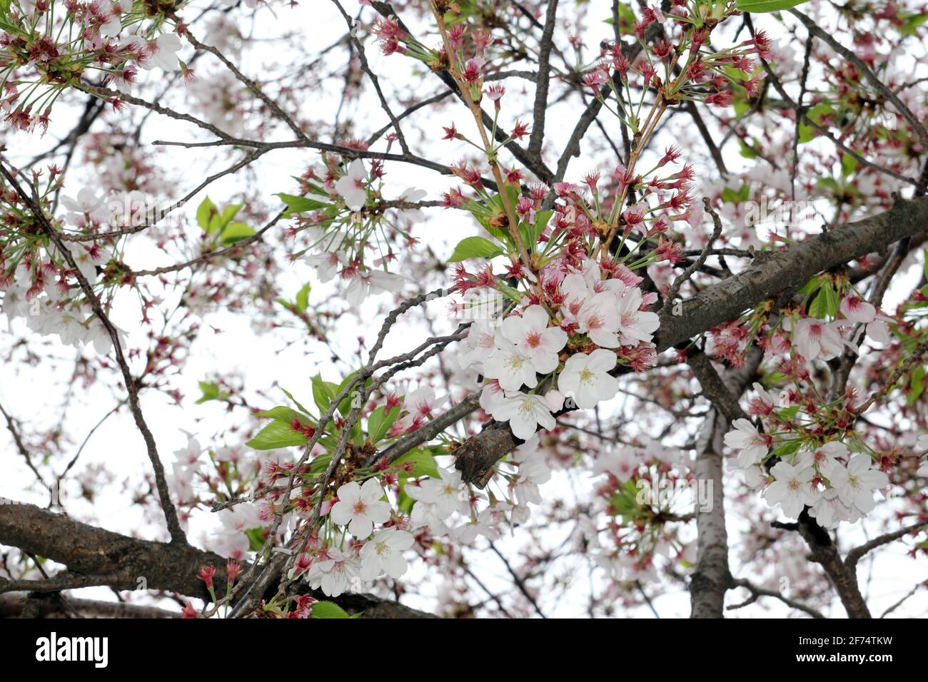 Spring nature scenery and park walk, Photos representing nature and ...