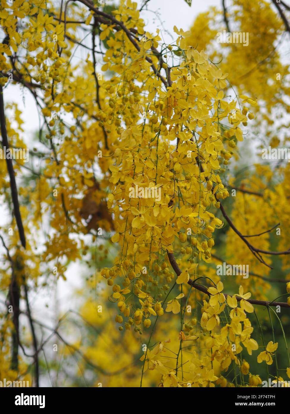 Cassia fistula, Golden Shower Tree yellow flower blooming beautiful bouquet in garden blurred of ...