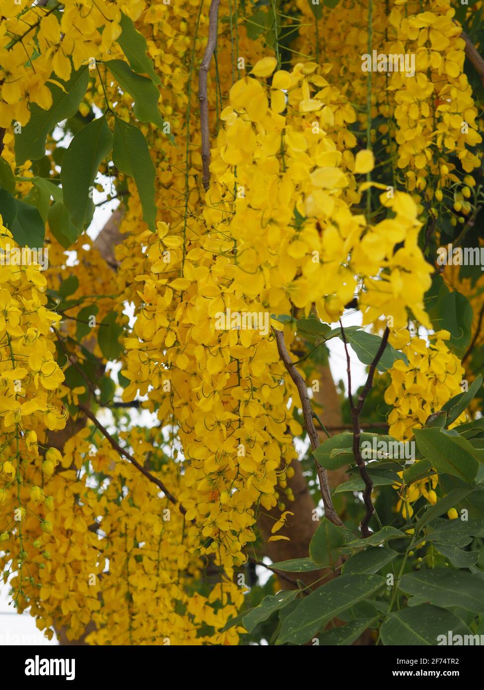 Cassia fistula, Golden Shower Tree yellow flower blooming beautiful bouquet in garden blurred of ...