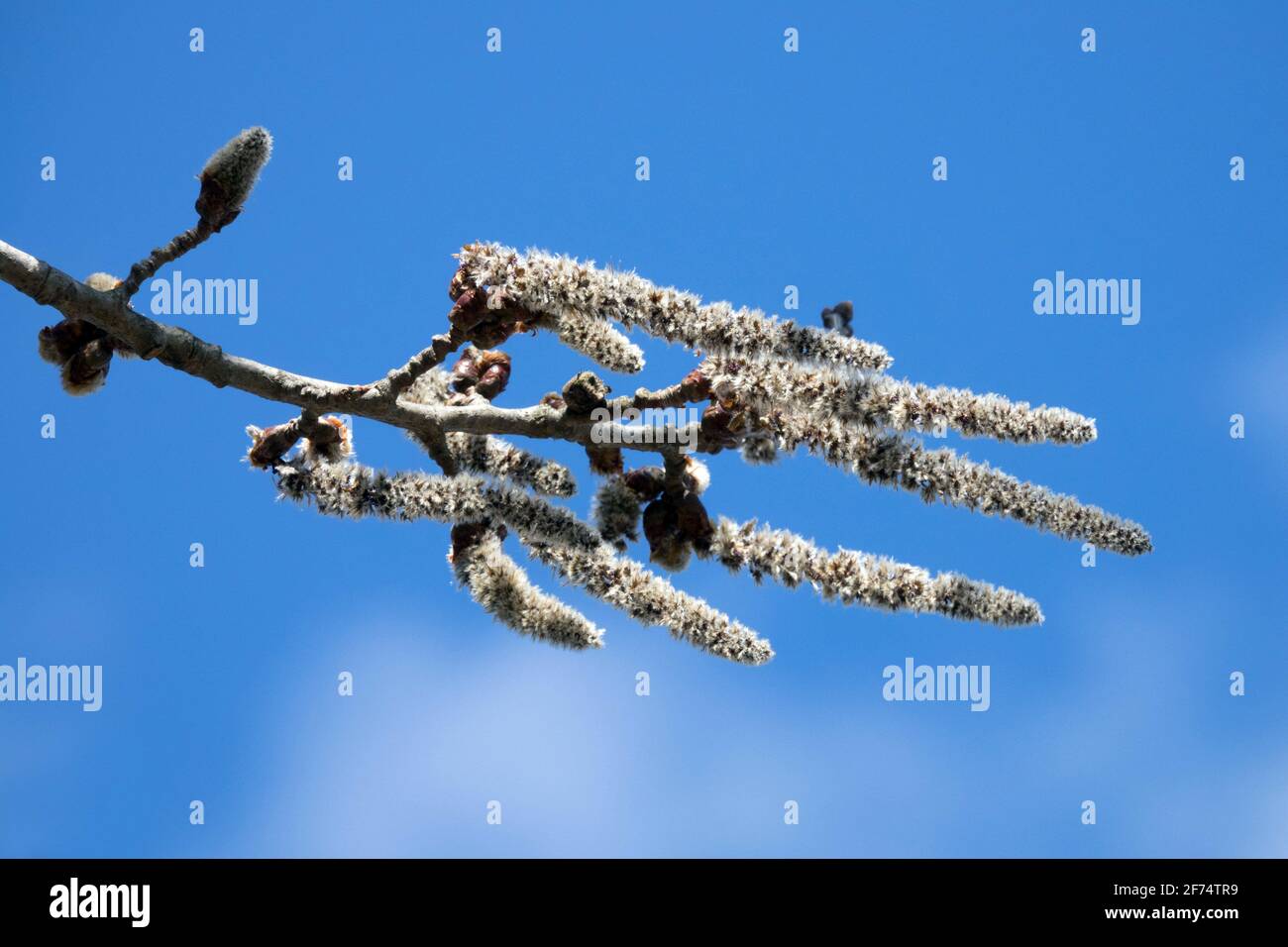 Populus tremula hi-res stock photography and images - Alamy