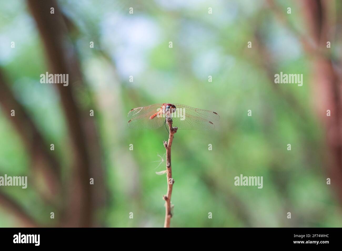 Nature cartoon insects hi-res stock photography and images - Alamy