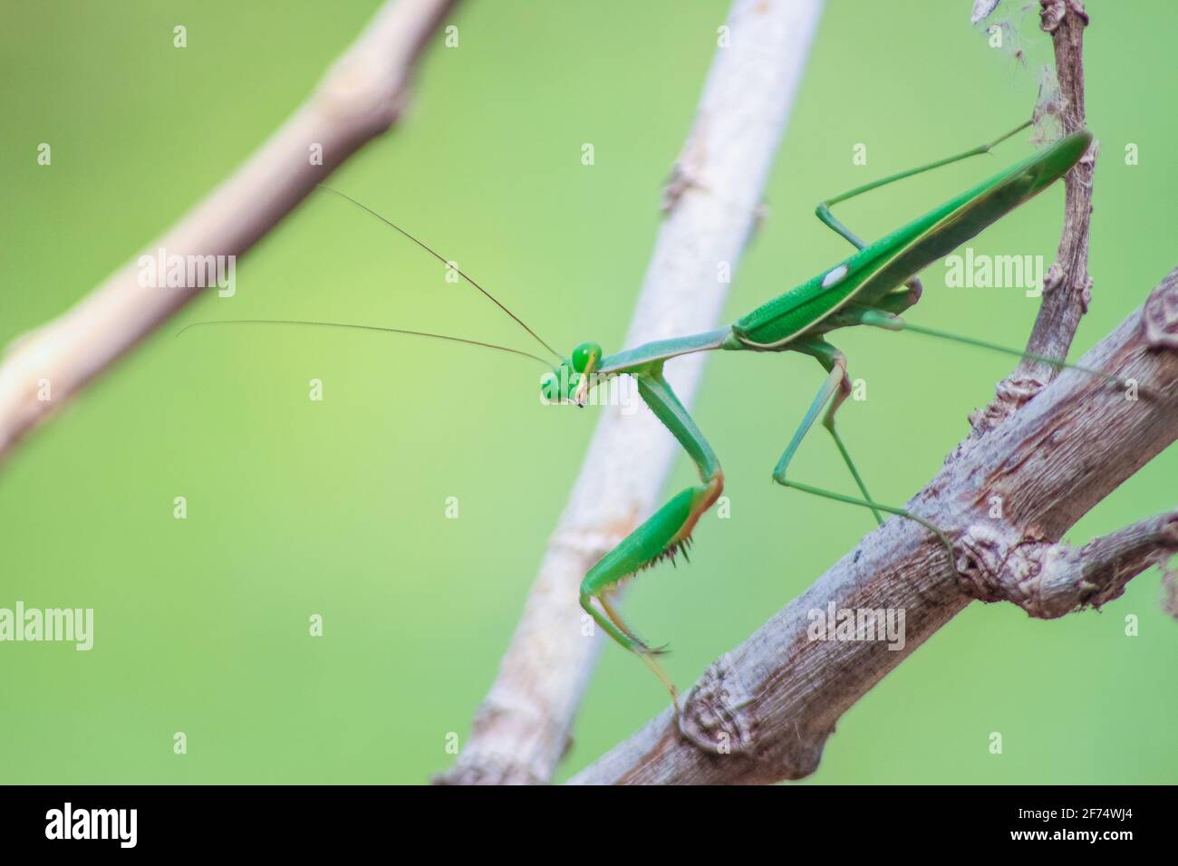 Cute cartoon insects funny caterpillar and butterfly hi-res stock ...