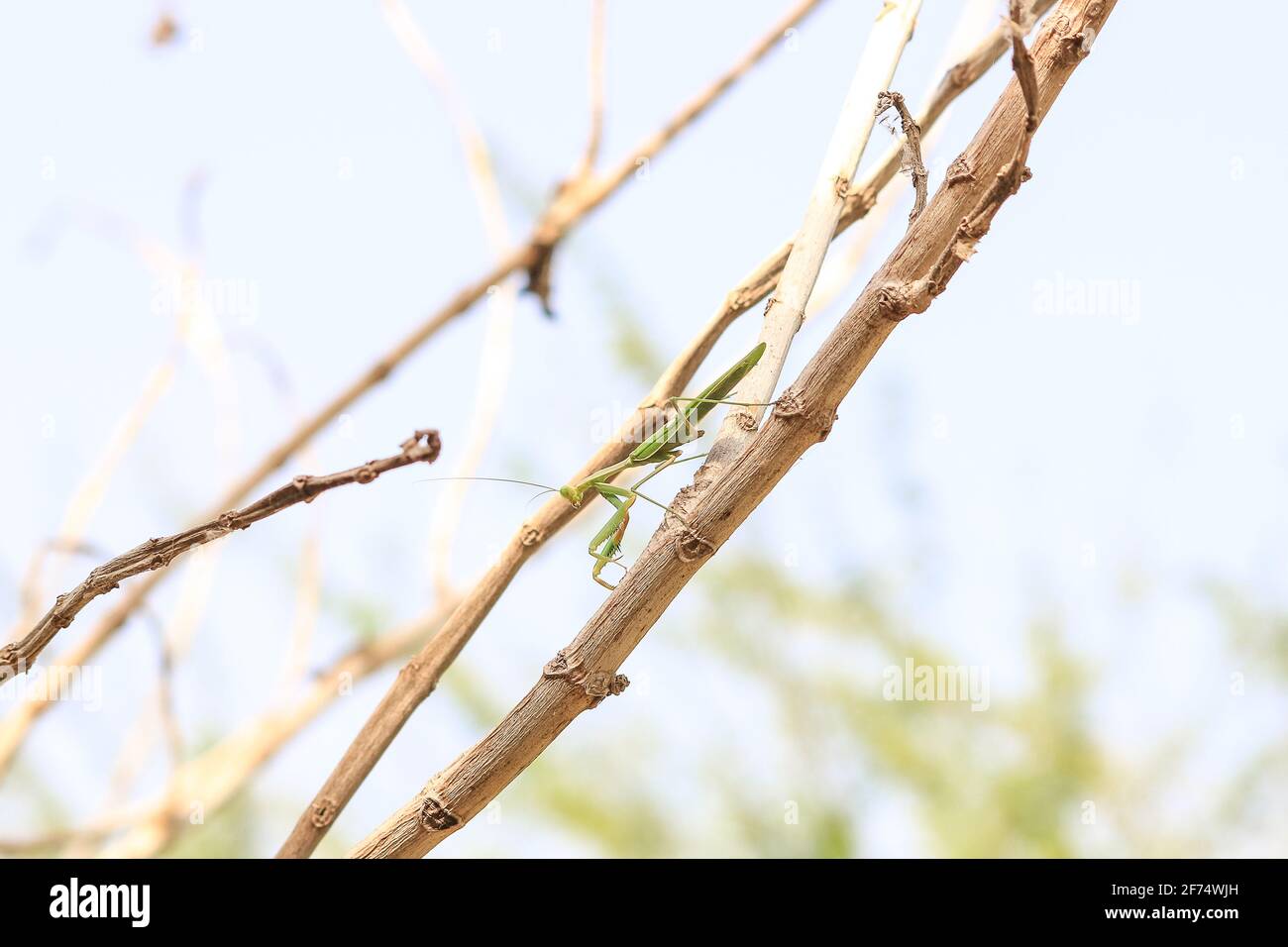 Insects summer nature icon bee hi-res stock photography and images - Alamy