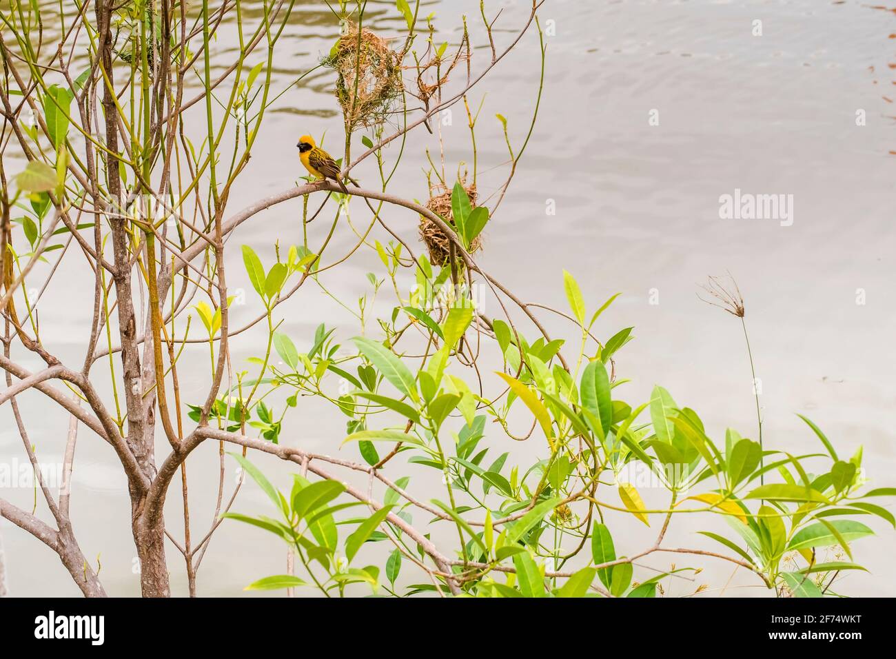 Asian Golden Weaver perching on grass stem in paddy field. Ploceus ...