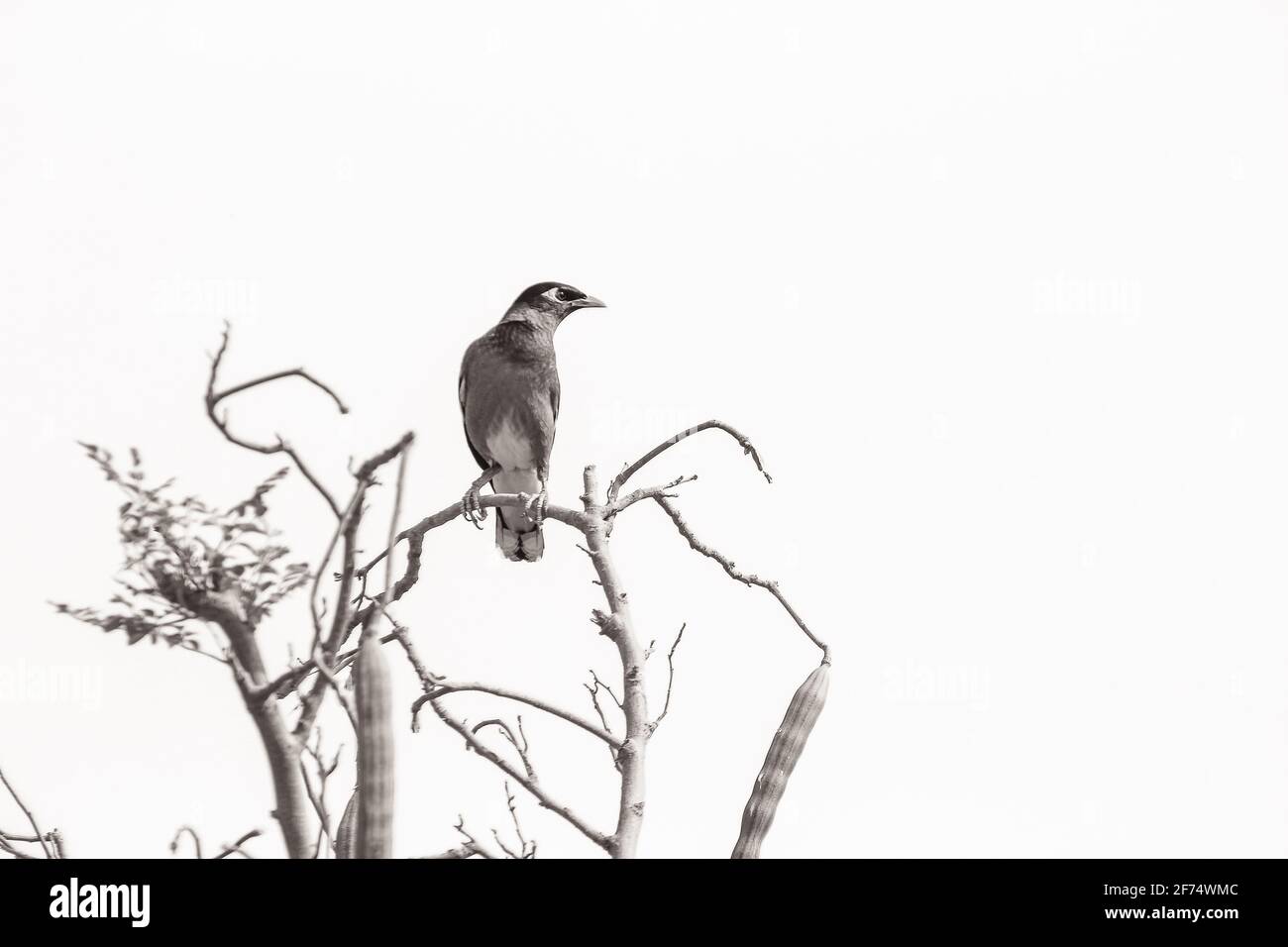 Forest tree wild romantic Cut Out Stock Images & Pictures - Alamy