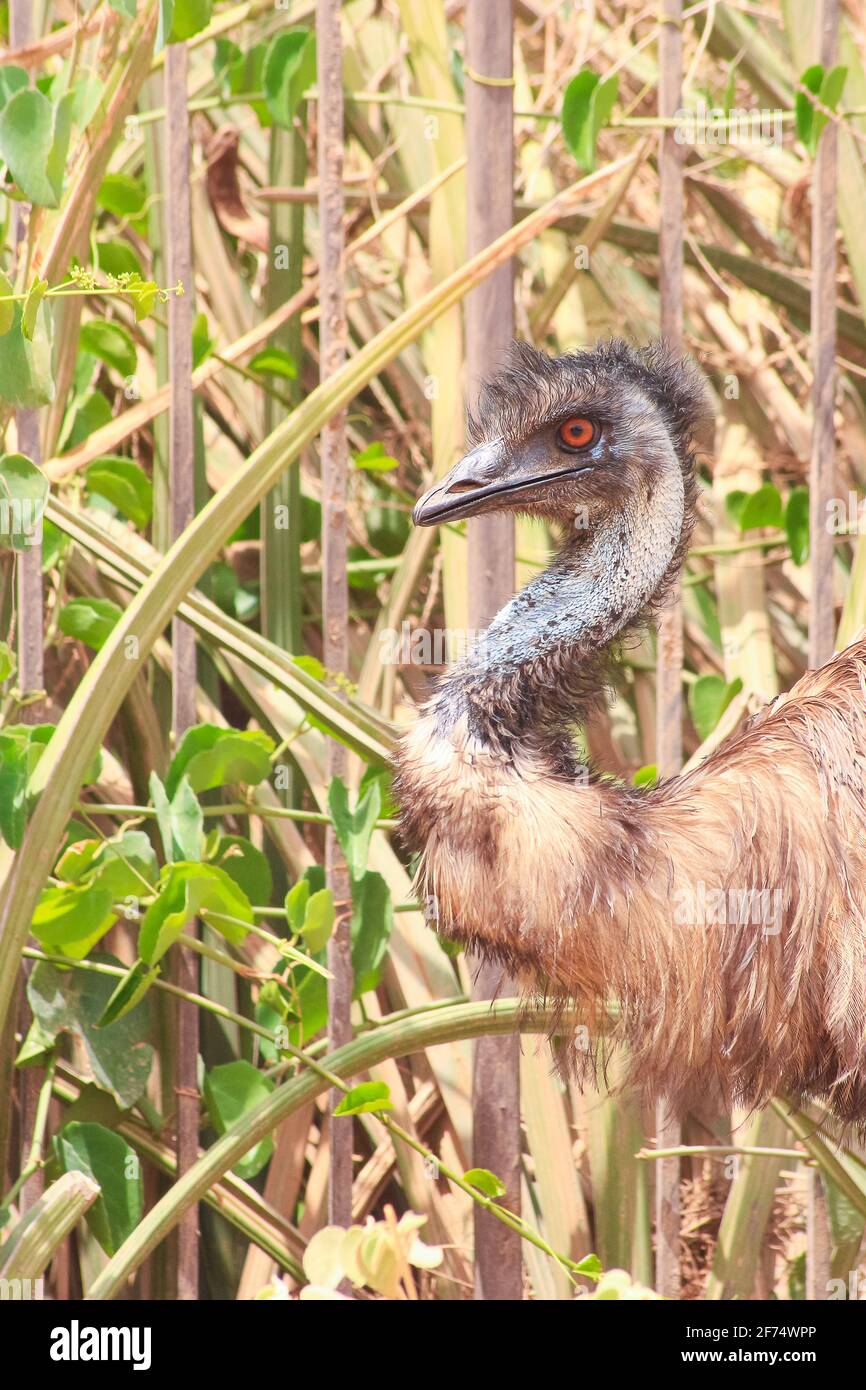Emu with character hi-res stock photography and images - Alamy