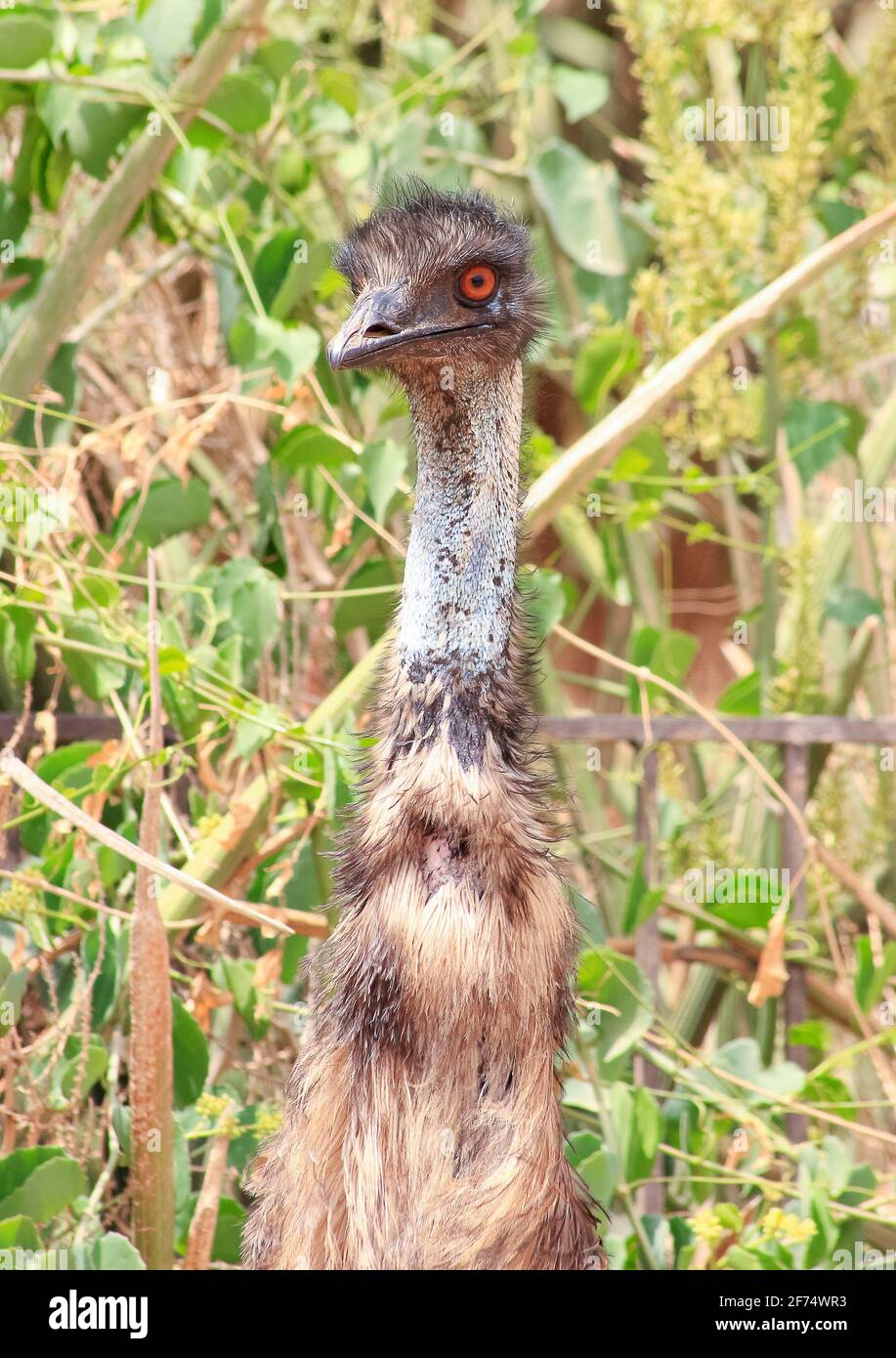 Emu with character hi-res stock photography and images - Alamy