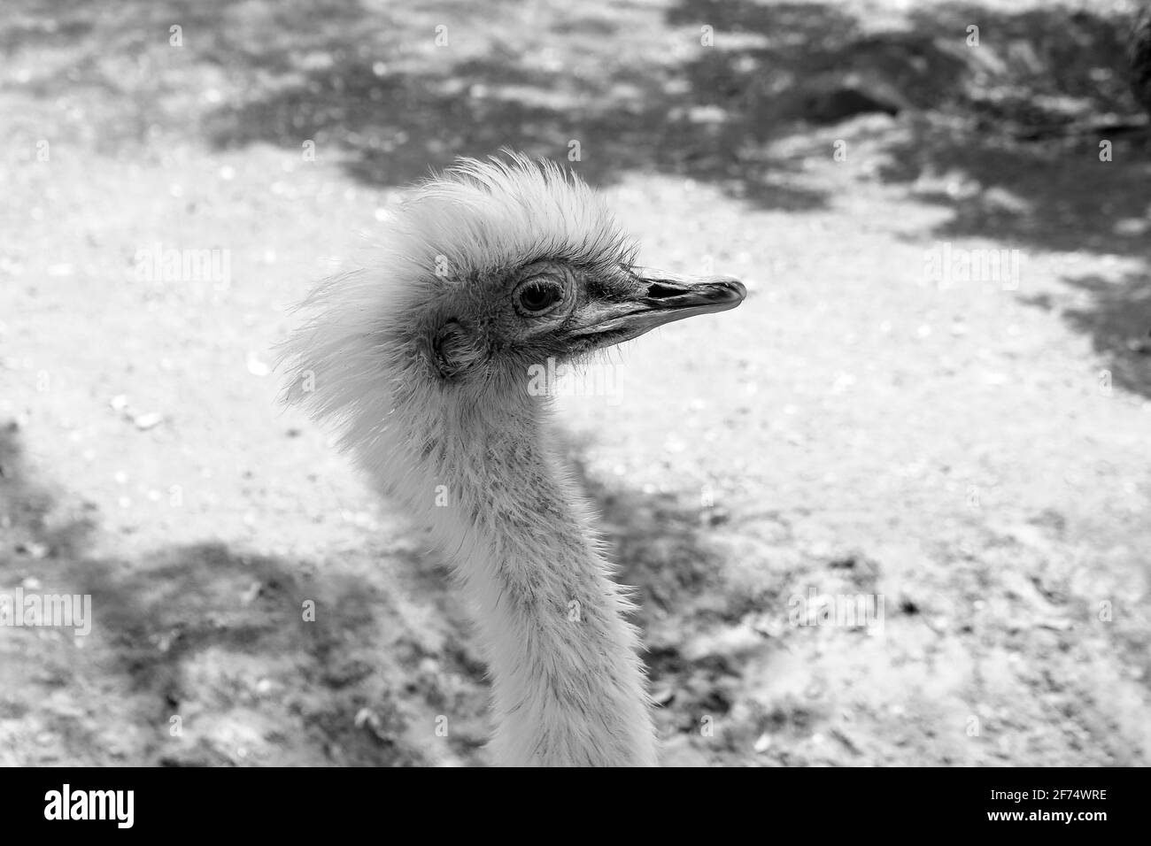Emu with character Black and White Stock Photos & Images - Alamy
