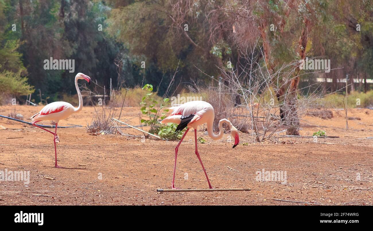 Flemingo bird hi-res stock photography and images - Alamy