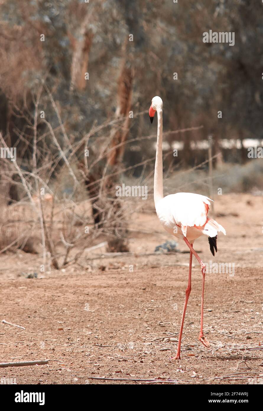 Flemingo bird hi-res stock photography and images - Alamy