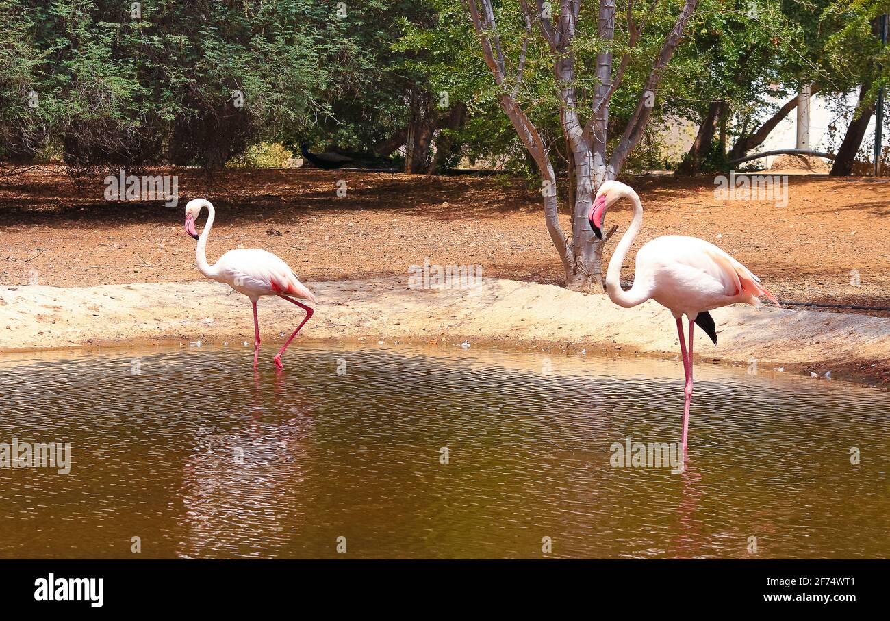 Flemingo bird hi-res stock photography and images - Alamy