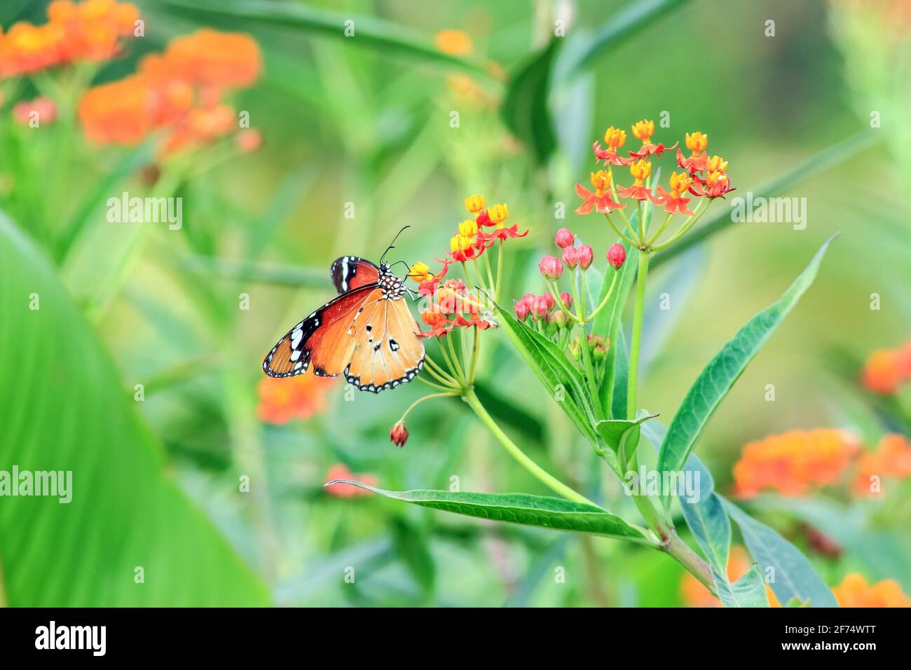 common tiger butterfly Stock Photo - Alamy