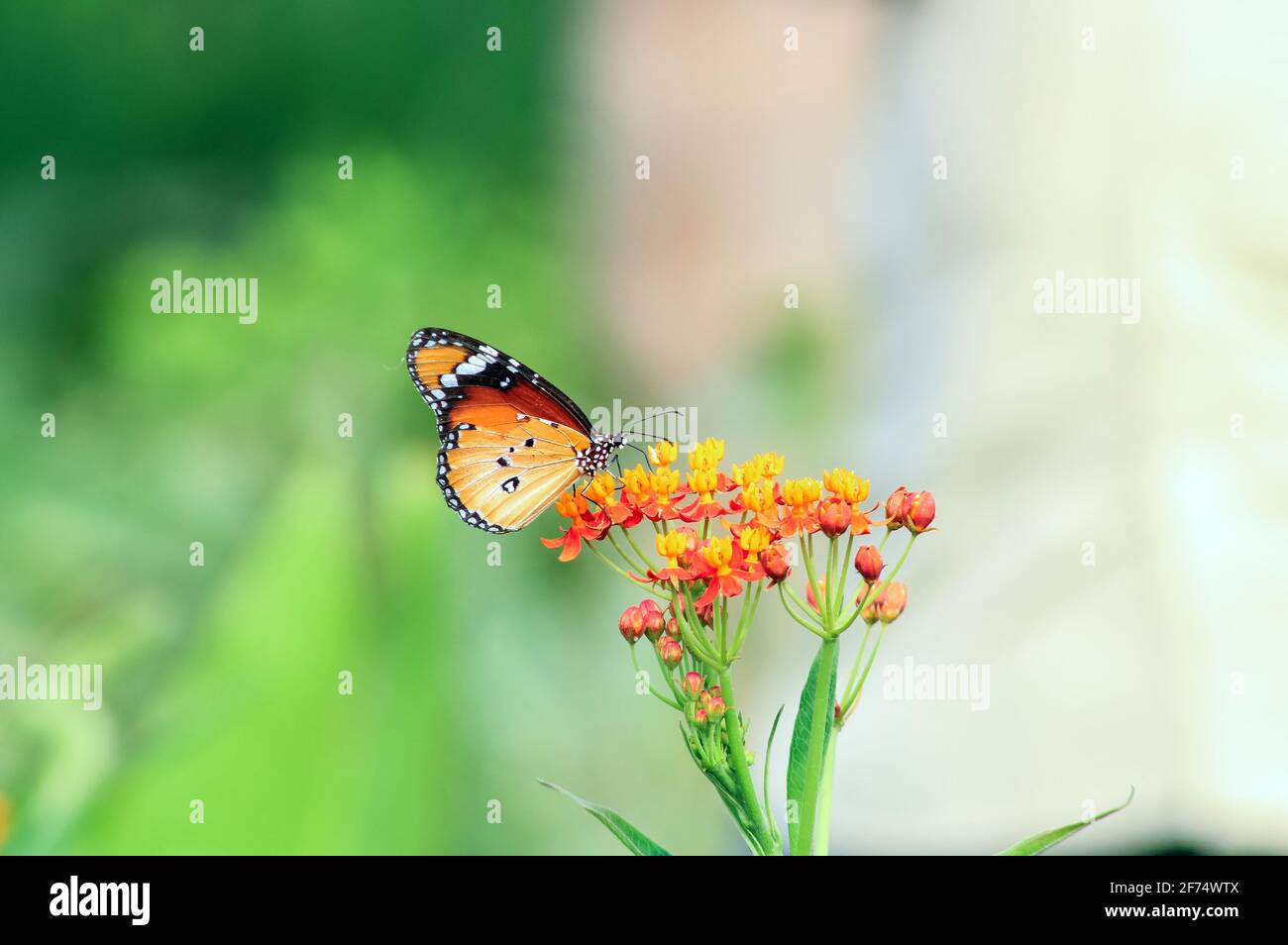 common tiger butterfly Stock Photo - Alamy